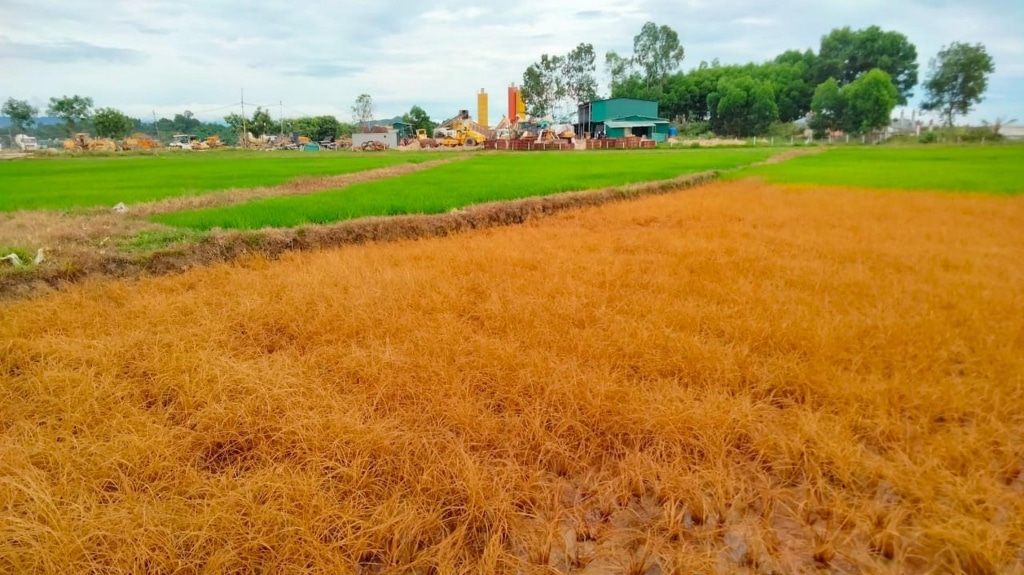 Hà Tĩnh: Hơn 100 lít dầu bị tràn từ dự án cao tốc Bắc Nam khiến lúa ...